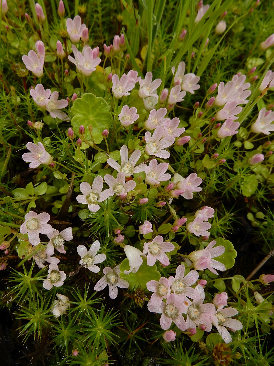 Anagallis tenella, Bog Pimpernel
