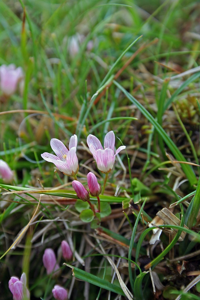 Anagallis tenella, Bog Pimpernel