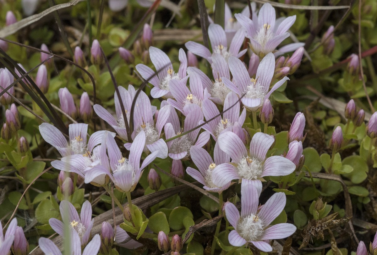 Anagallis tenella, Bog Pimpernel
