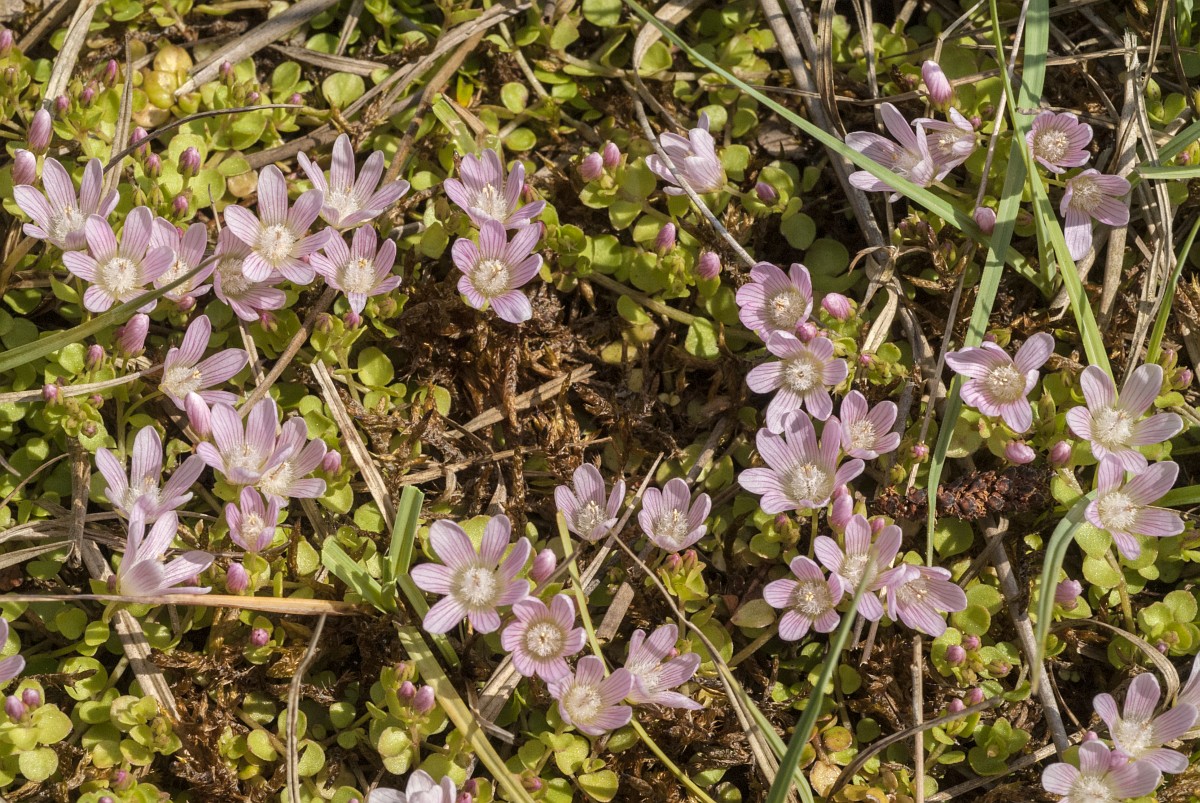 Anagallis tenella, Bog Pimpernel