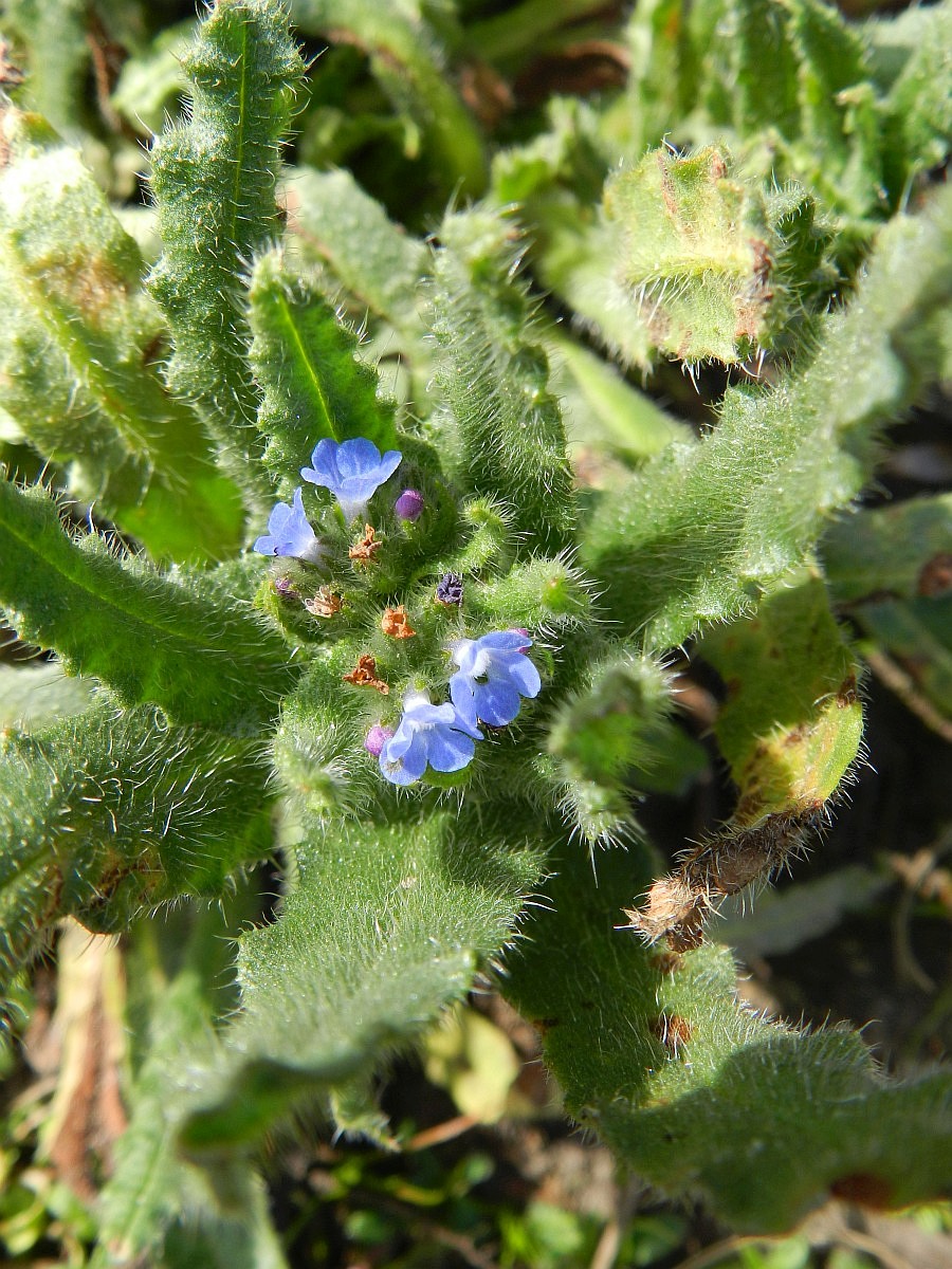 Anchusa arvensis, Small Bugloss