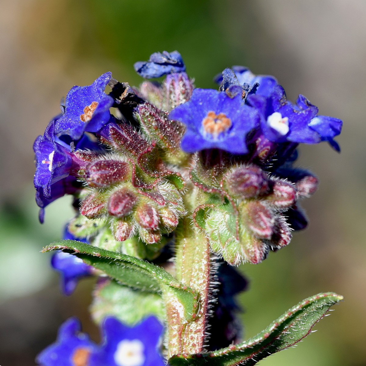 Anchusa calcarea