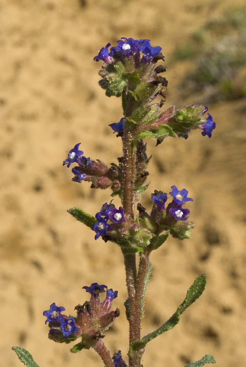 Anchusa calcarea