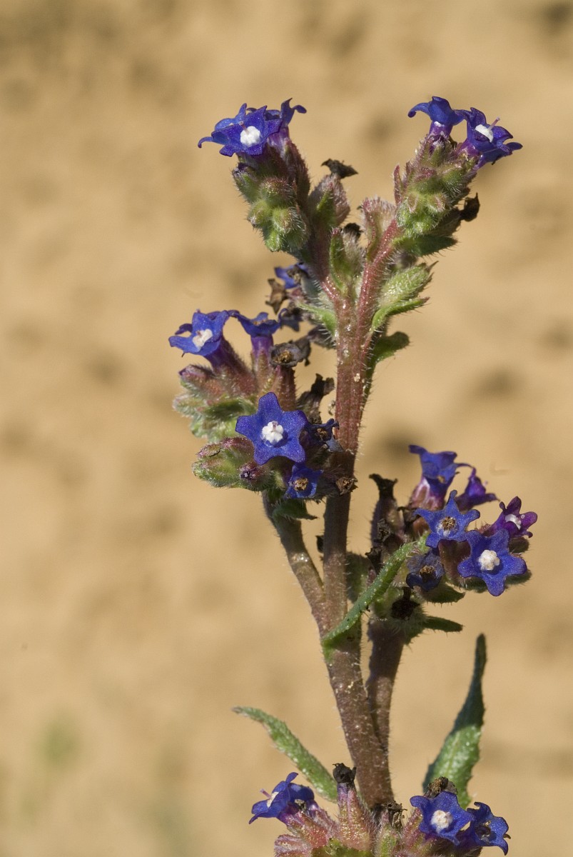 Anchusa calcarea