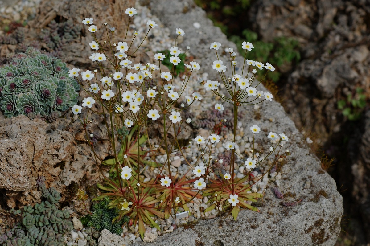 Androsace lactea