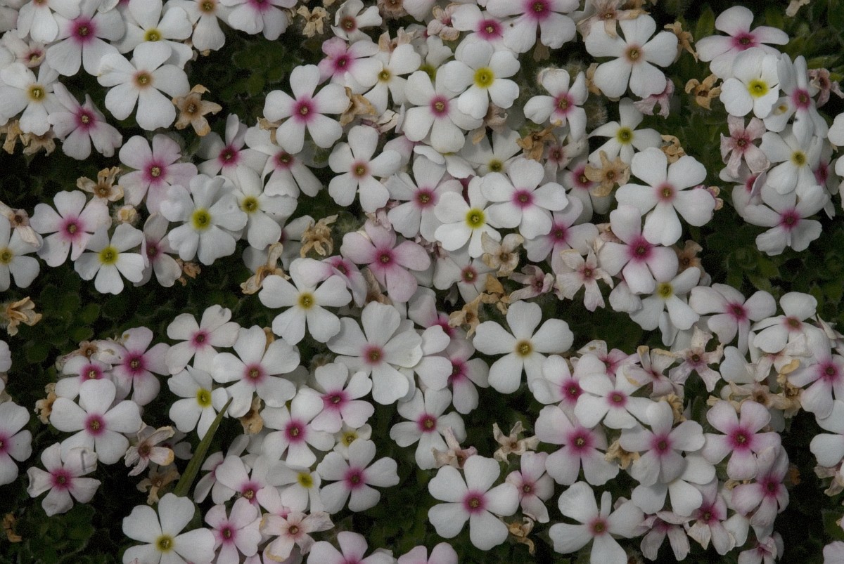 Androsace lehmanniana