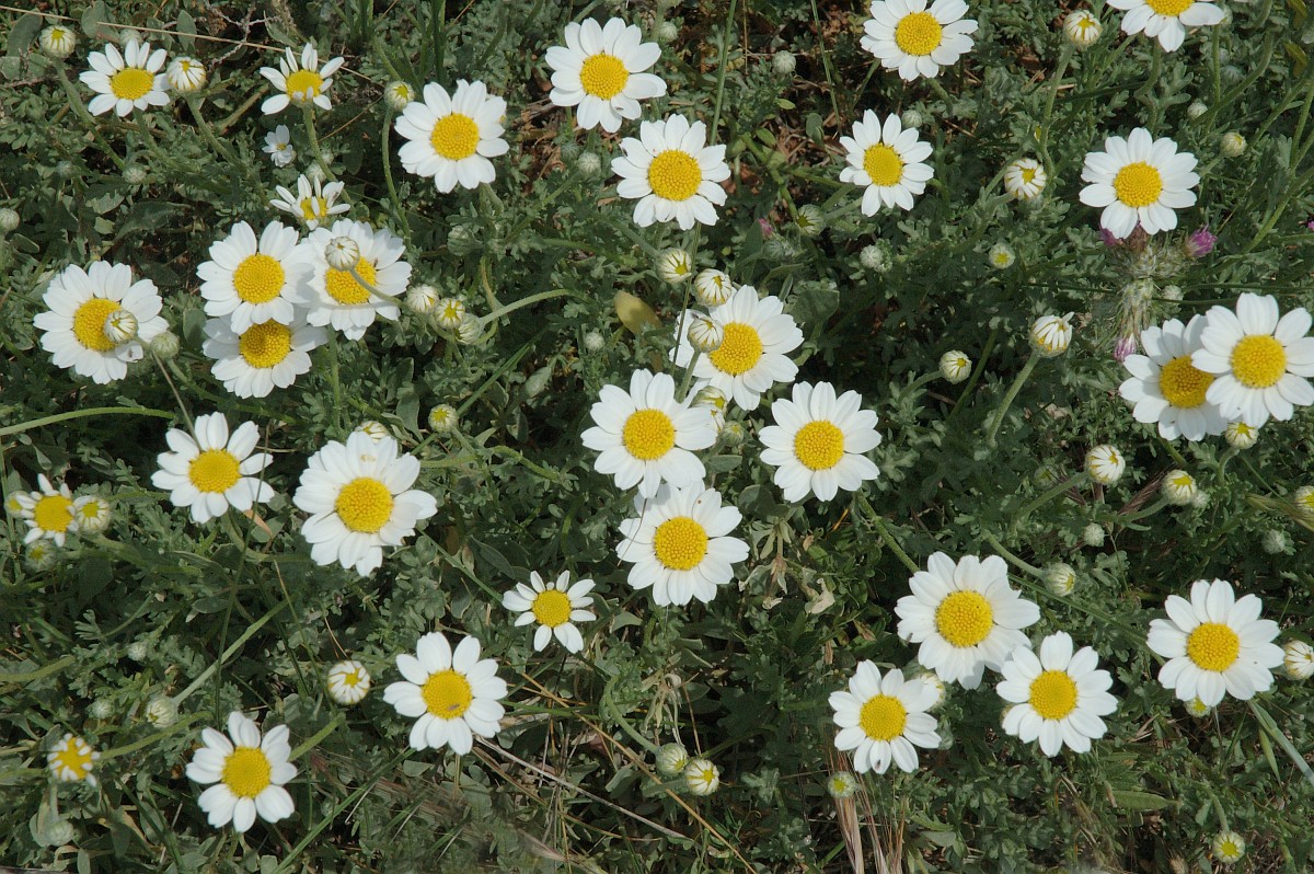 Anthemis maritima, Seaside Chamomile