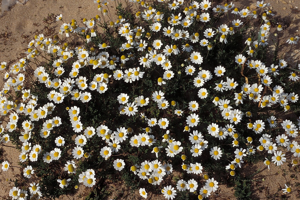 Anthemis maritima, Seaside Chamomile
