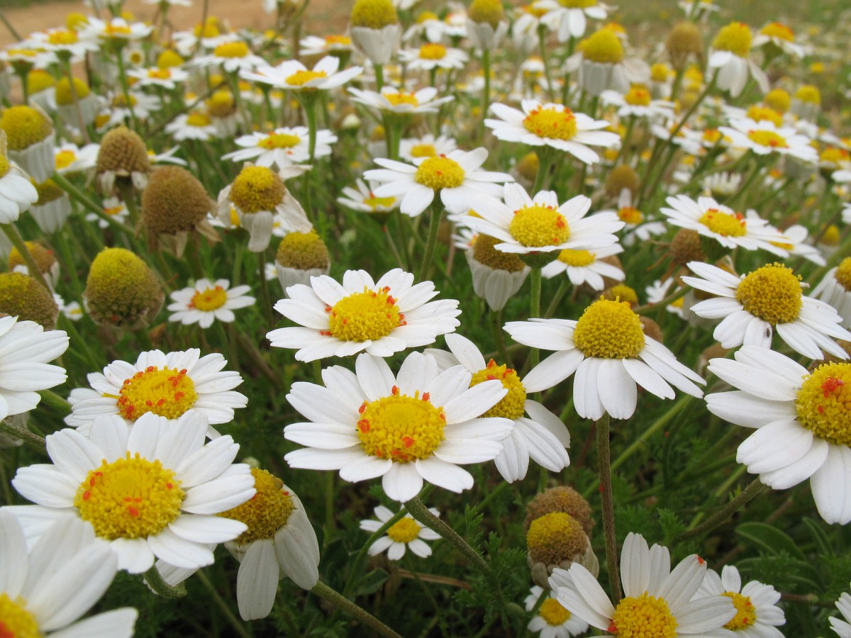 Anthemis maritima, Seaside Chamomile
