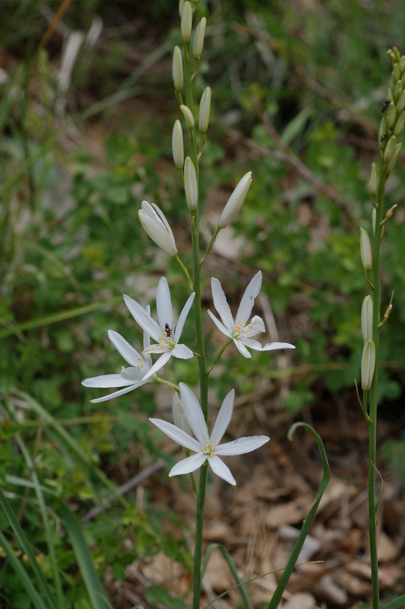 Anthericum liliago, St Bernards Lily