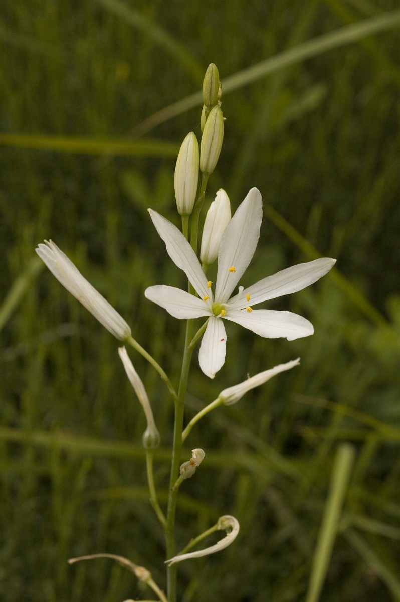 Anthericum liliago, St Bernards Lily