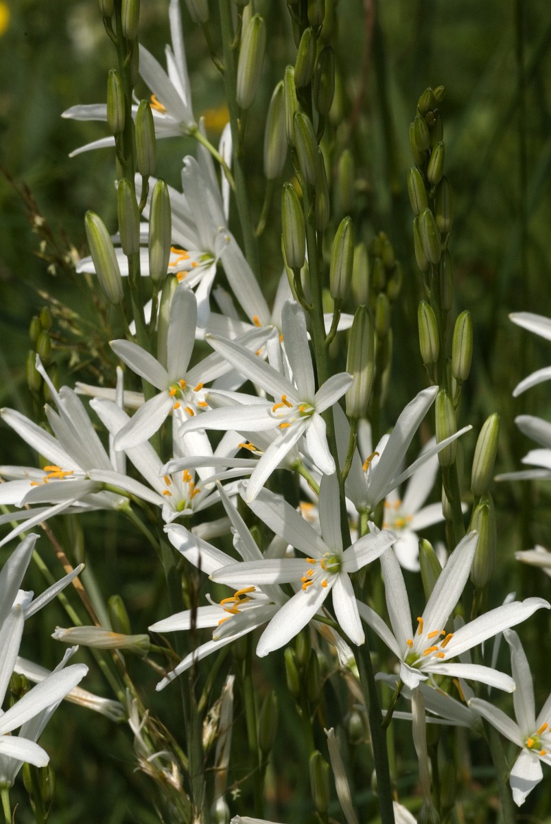 Anthericum liliago, St Bernards Lily