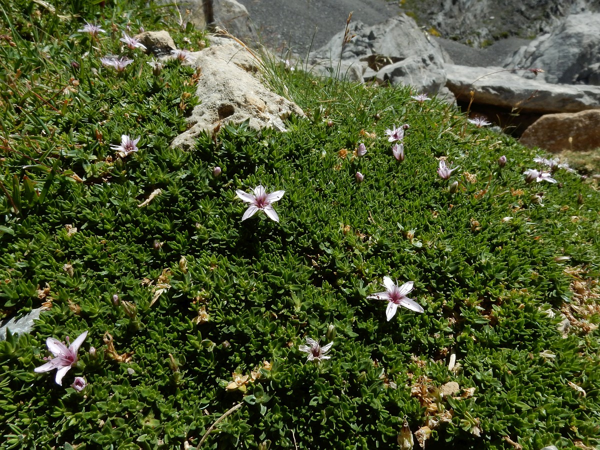 Arenaria purpurescens