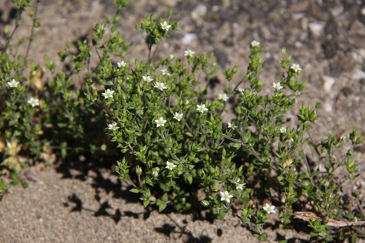 Arenaria serpyllifolia, Thyme-leaved Sandwort