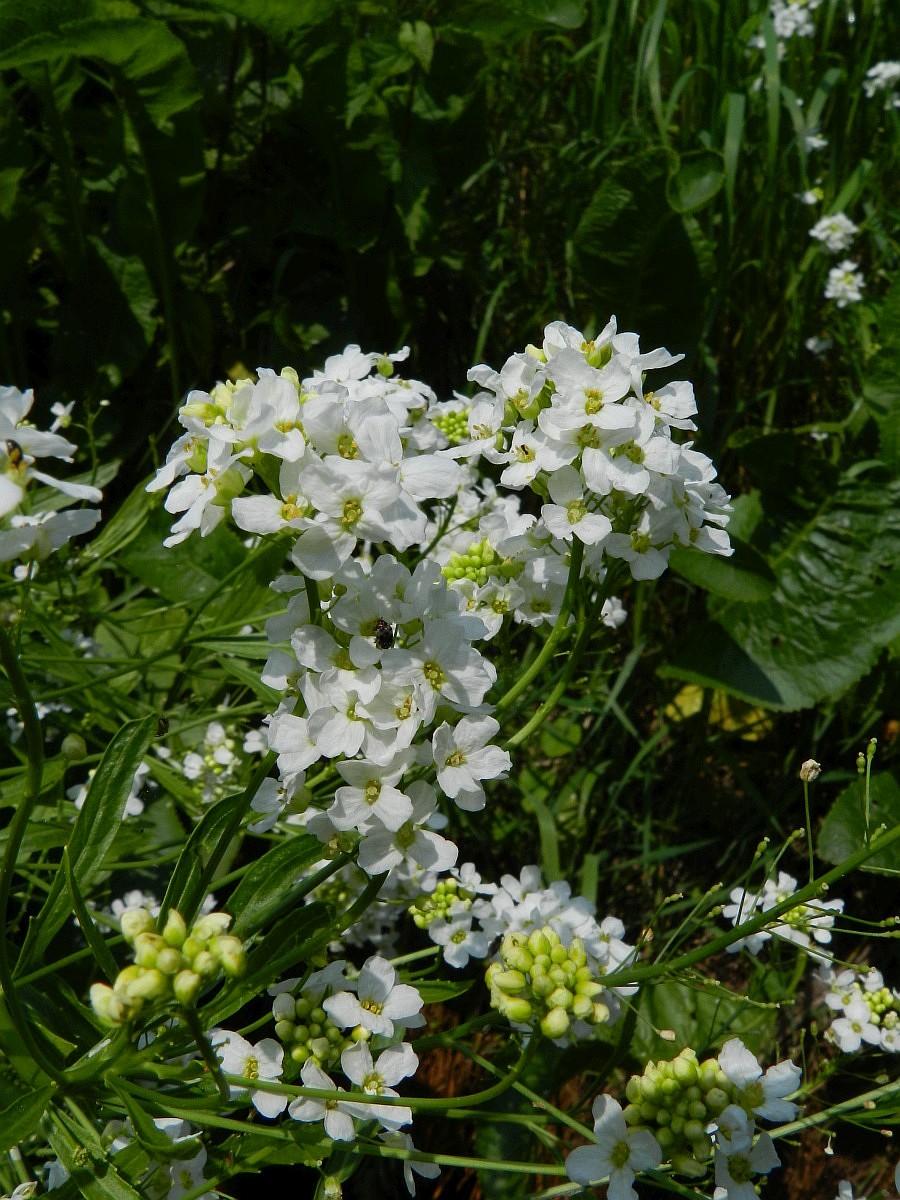 Armoracia rusticana, Horseradish