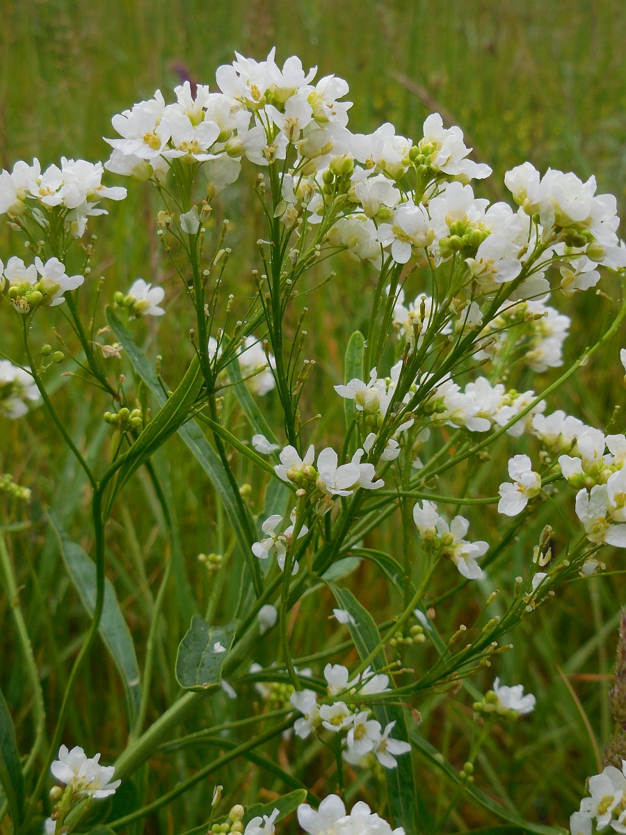 Armoracia rusticana, Horseradish