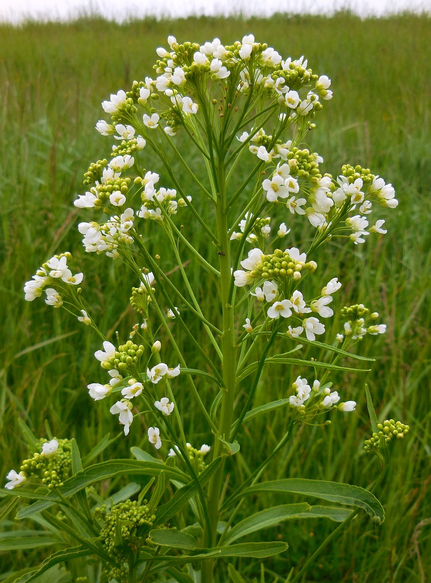 Armoracia rusticana, Horseradish