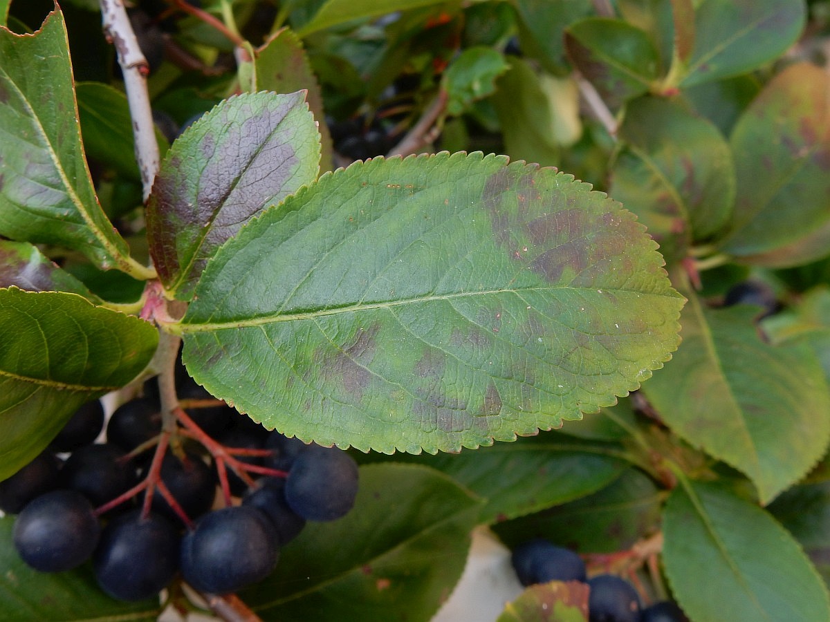 Aronia x prunifolia