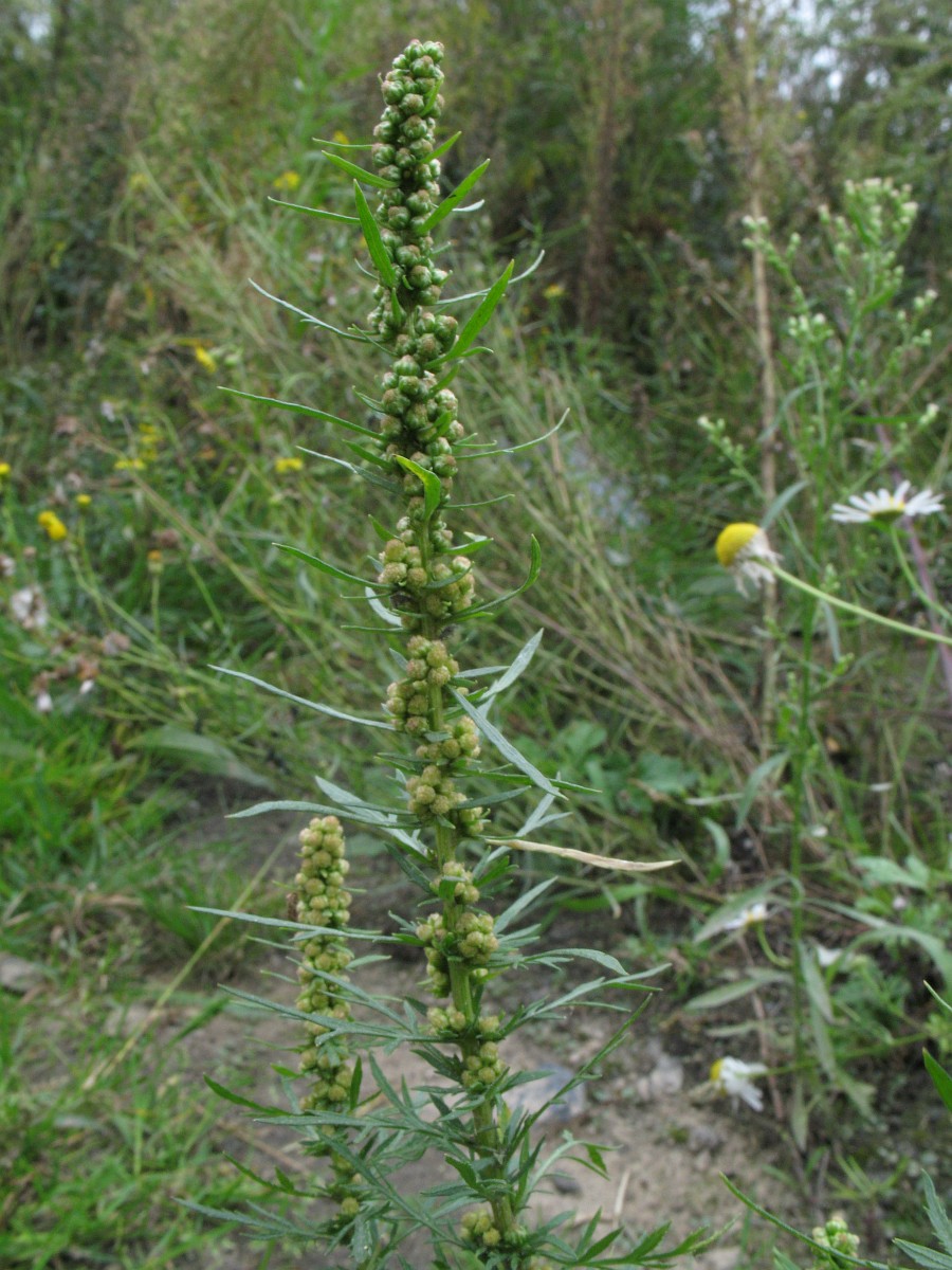 Artemisia biennis, Biennial Wormwood