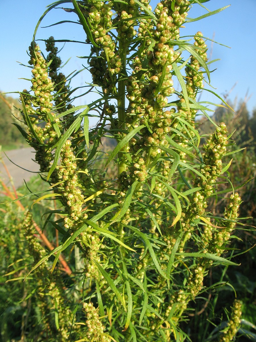 Artemisia biennis, Biennial Wormwood