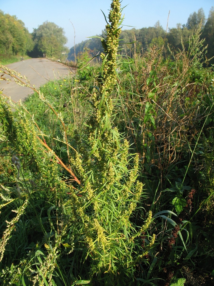 Artemisia biennis, Biennial Wormwood