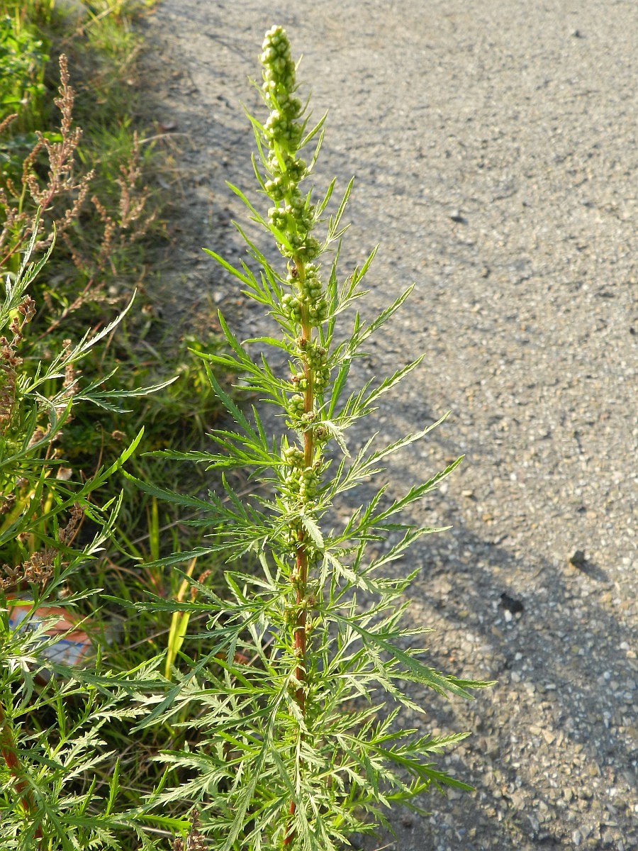 Artemisia biennis, Biennial Wormwood