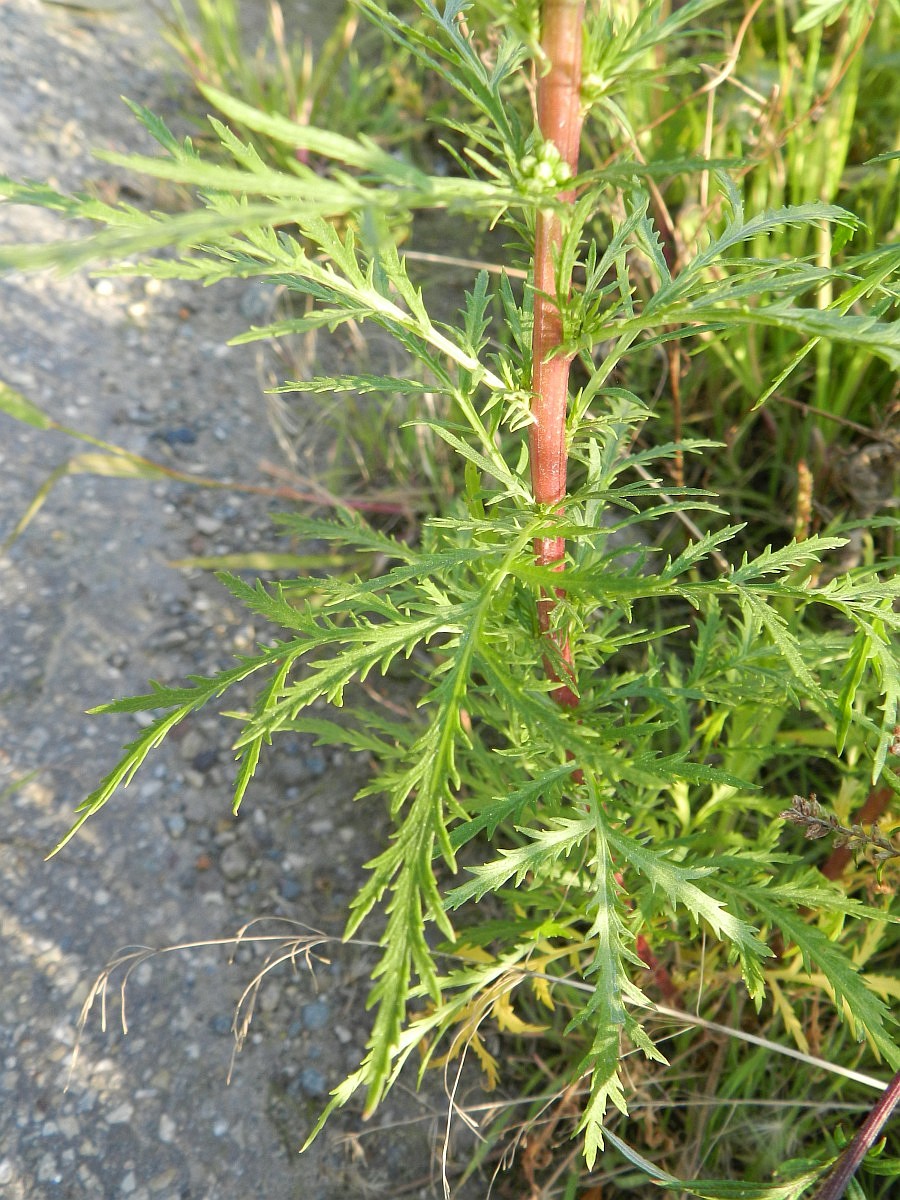 Artemisia biennis, Biennial Wormwood