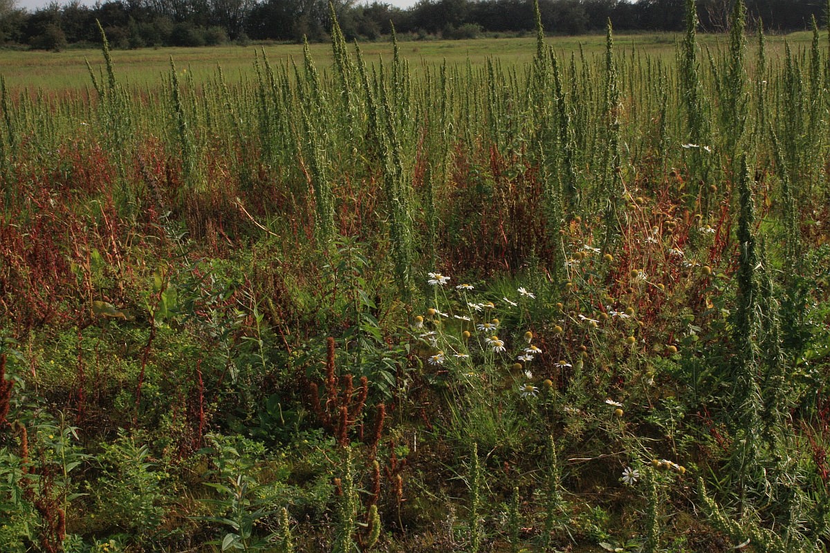 Artemisia biennis, Biennial Wormwood