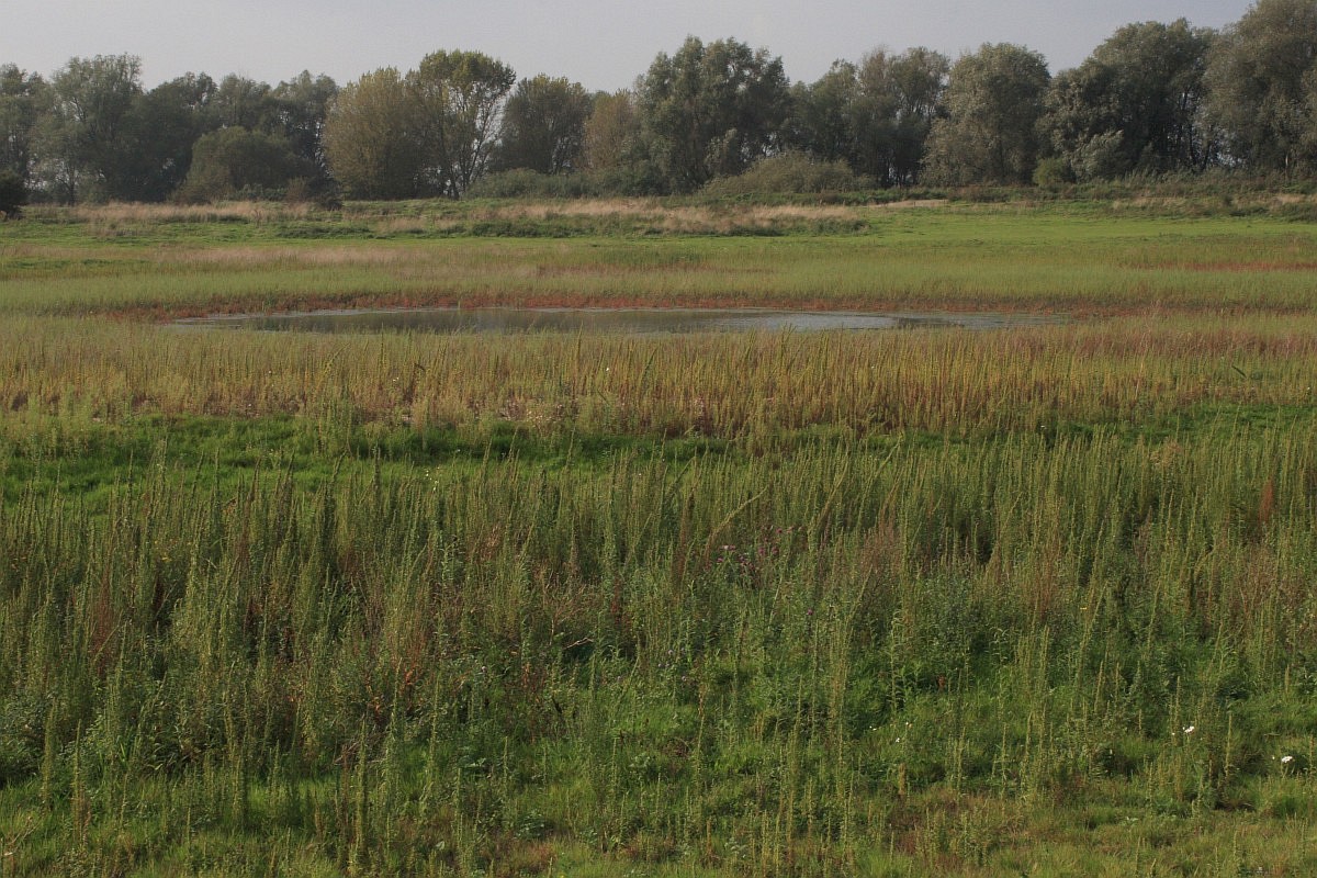 Artemisia biennis, Biennial Wormwood