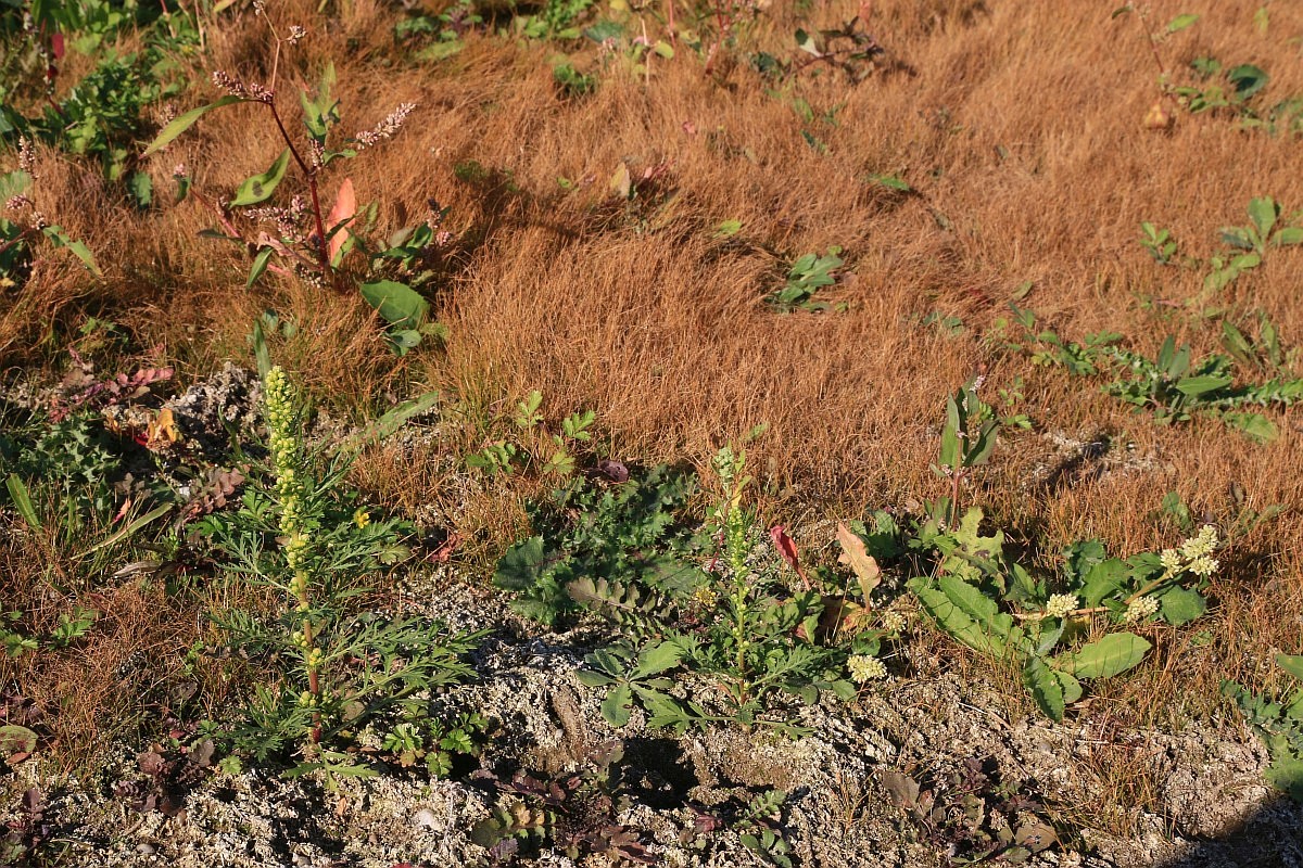 Artemisia biennis, Biennial Wormwood