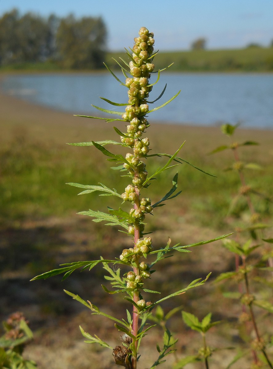 Artemisia biennis, Biennial Wormwood