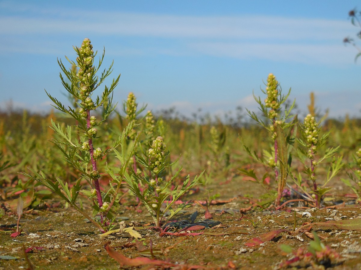 Artemisia biennis, Biennial Wormwood
