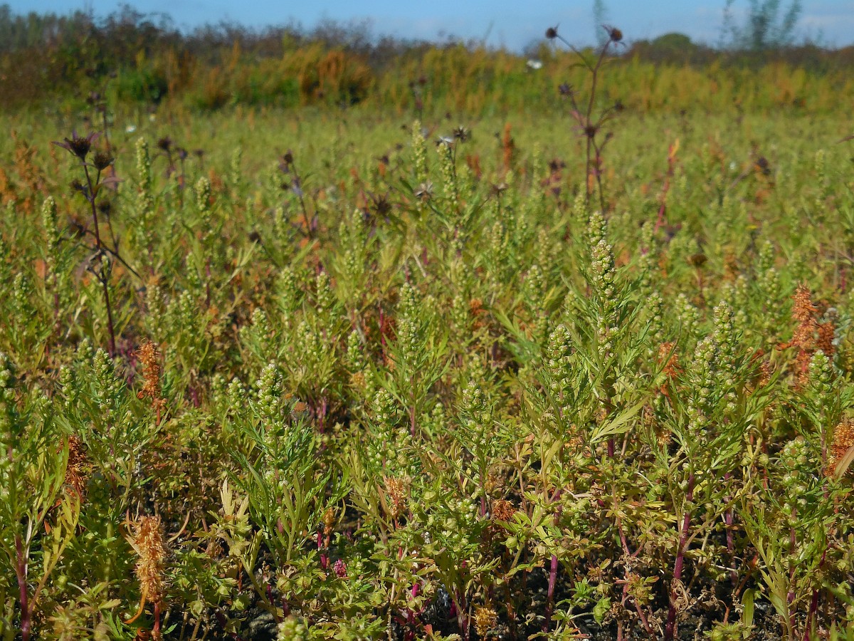 Artemisia biennis, Biennial Wormwood