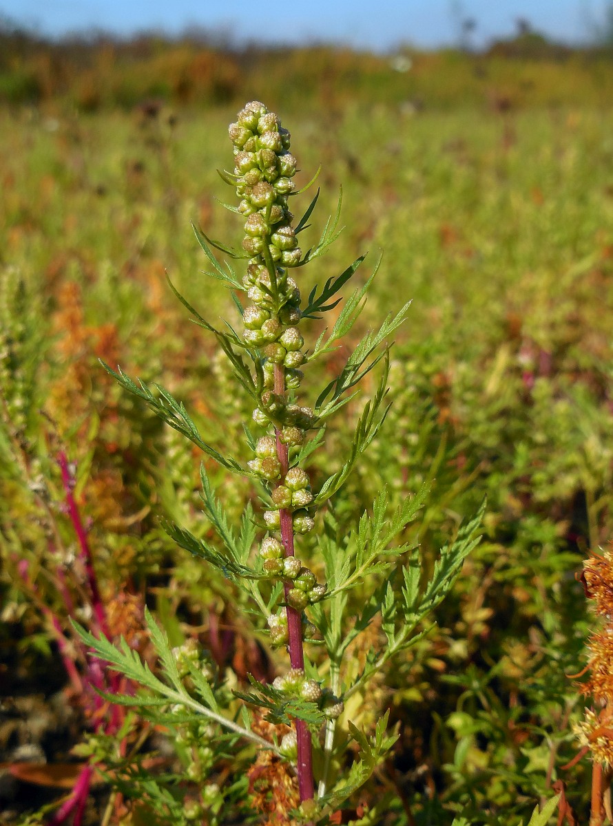 Artemisia biennis, Biennial Wormwood