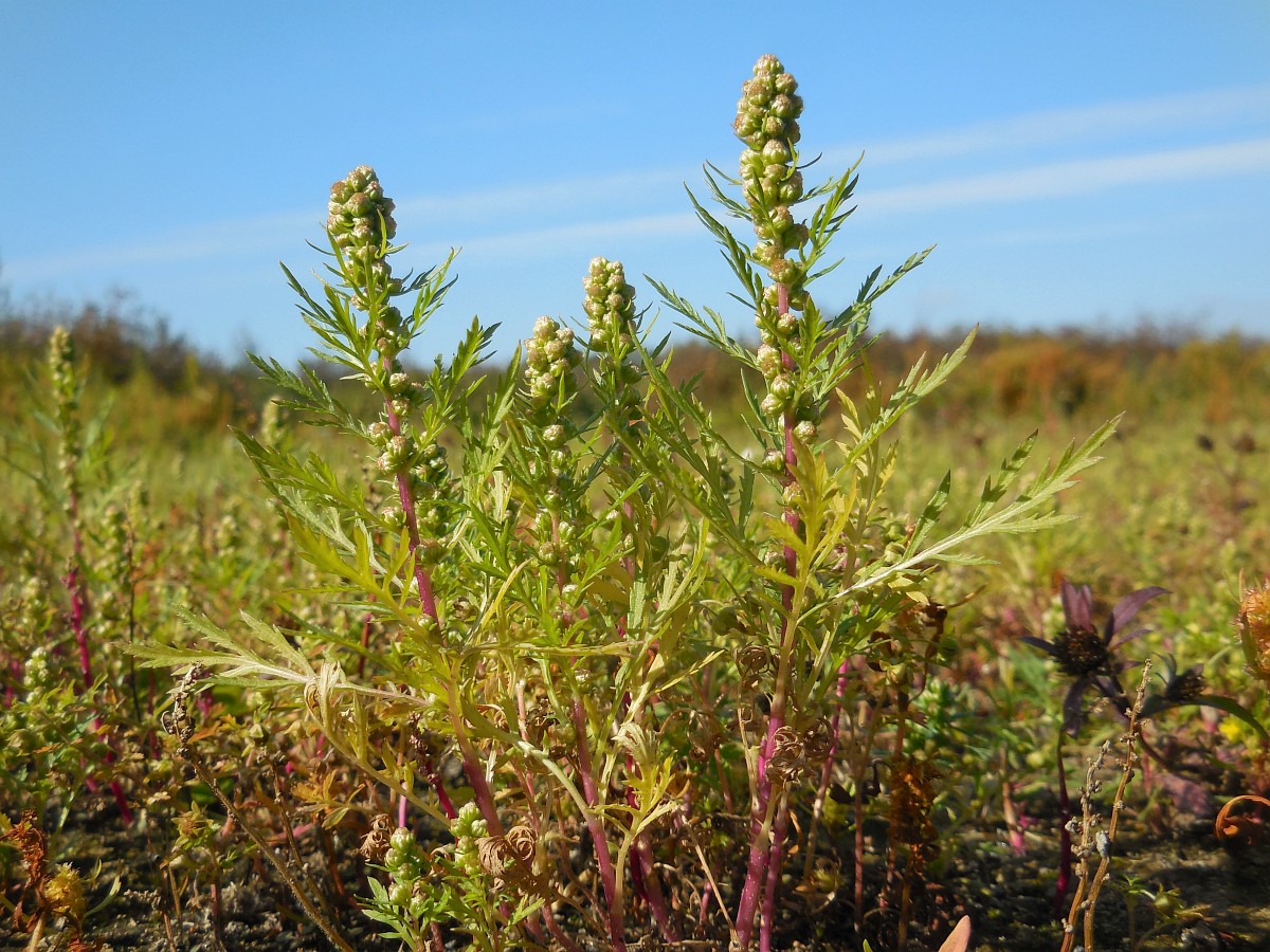 Artemisia biennis, Biennial Wormwood