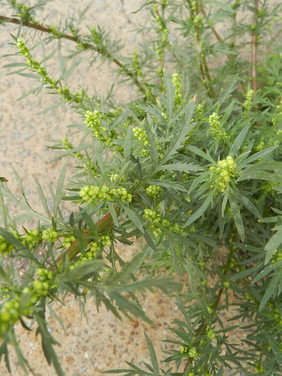 Artemisia biennis, Biennial Wormwood