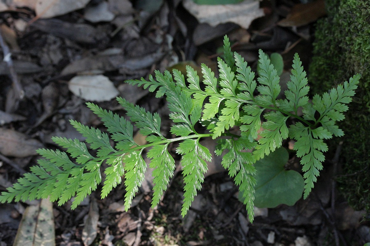 Asplenium onopteris, Irish Spleenwort