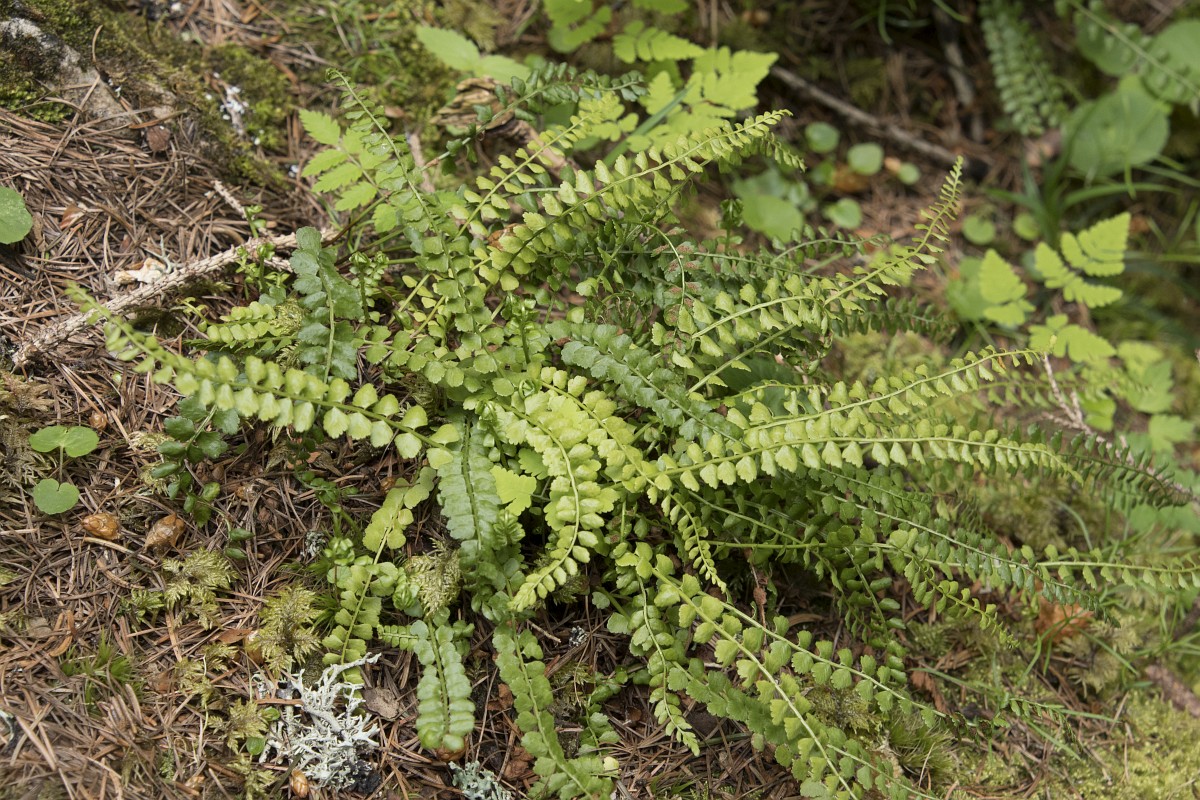 Asplenium viride, Green Spleewort