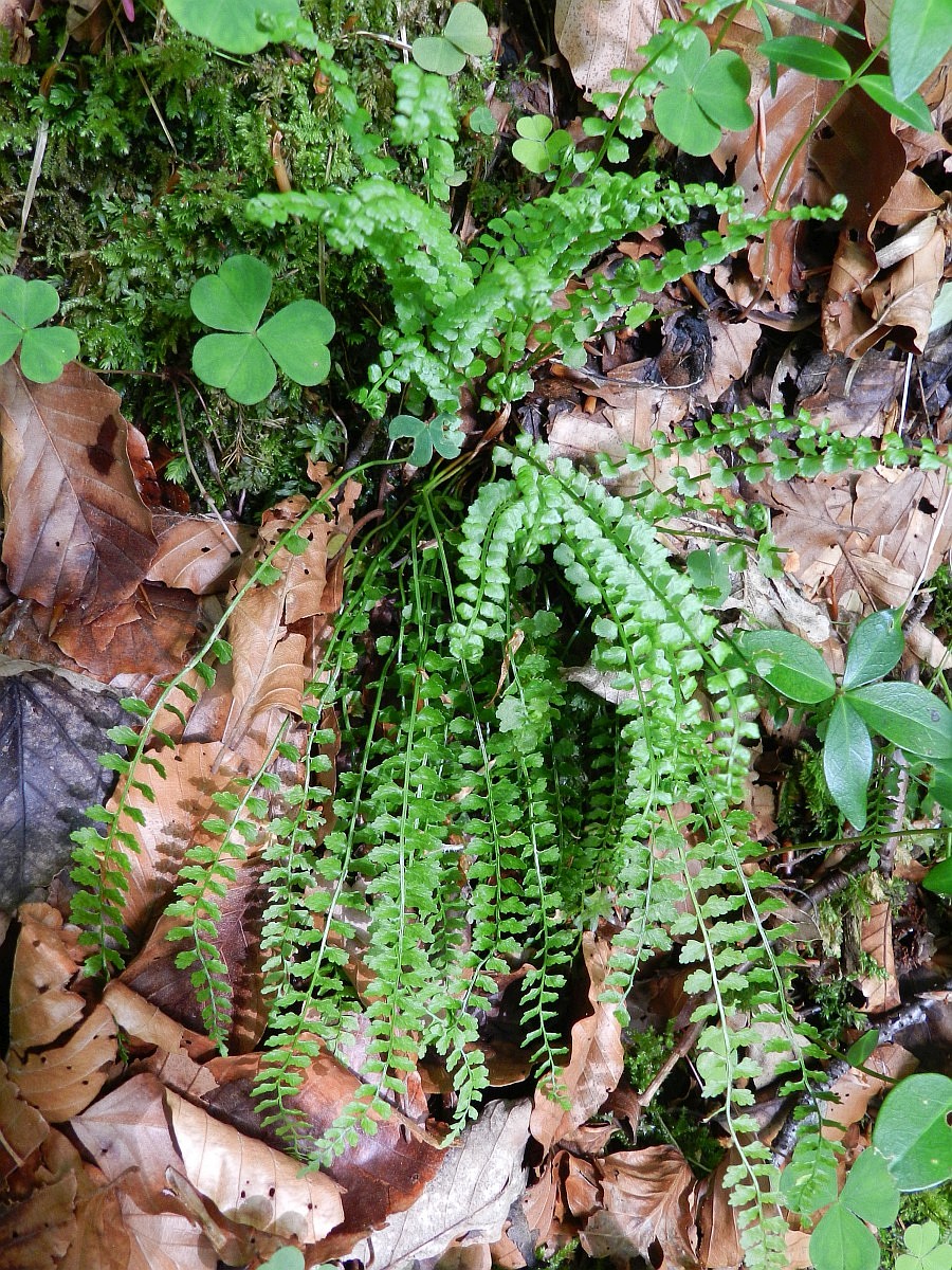 Asplenium viride, Green Spleewort