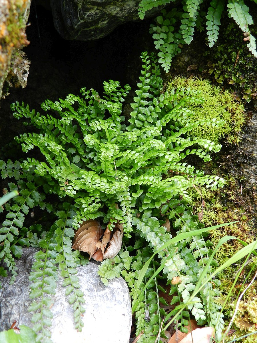 Asplenium viride, Green Spleewort
