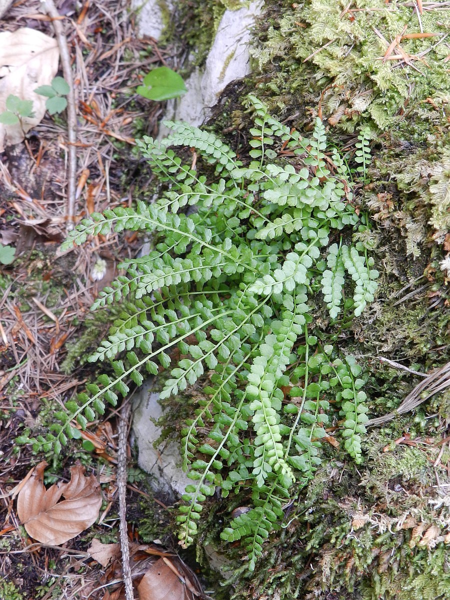 Asplenium viride, Green Spleewort
