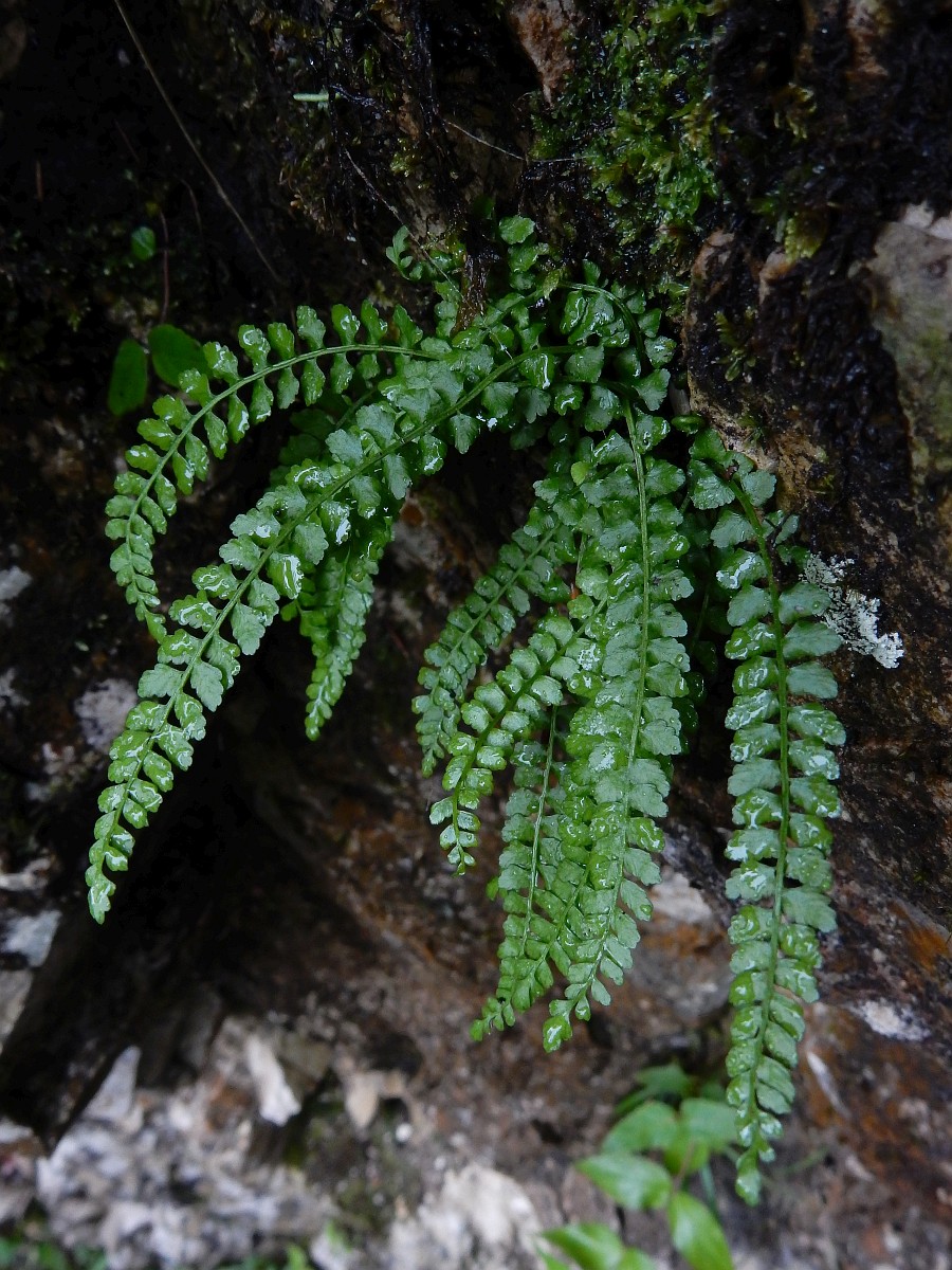 Asplenium viride, Green Spleewort