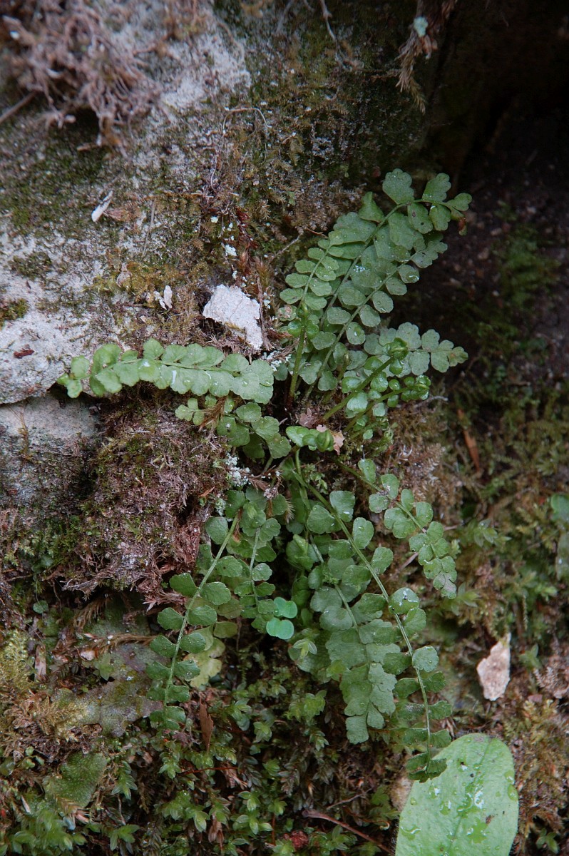 Asplenium viride, Green Spleewort