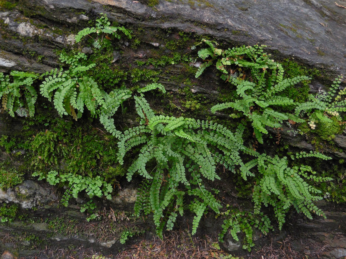 Asplenium viride, Green Spleewort