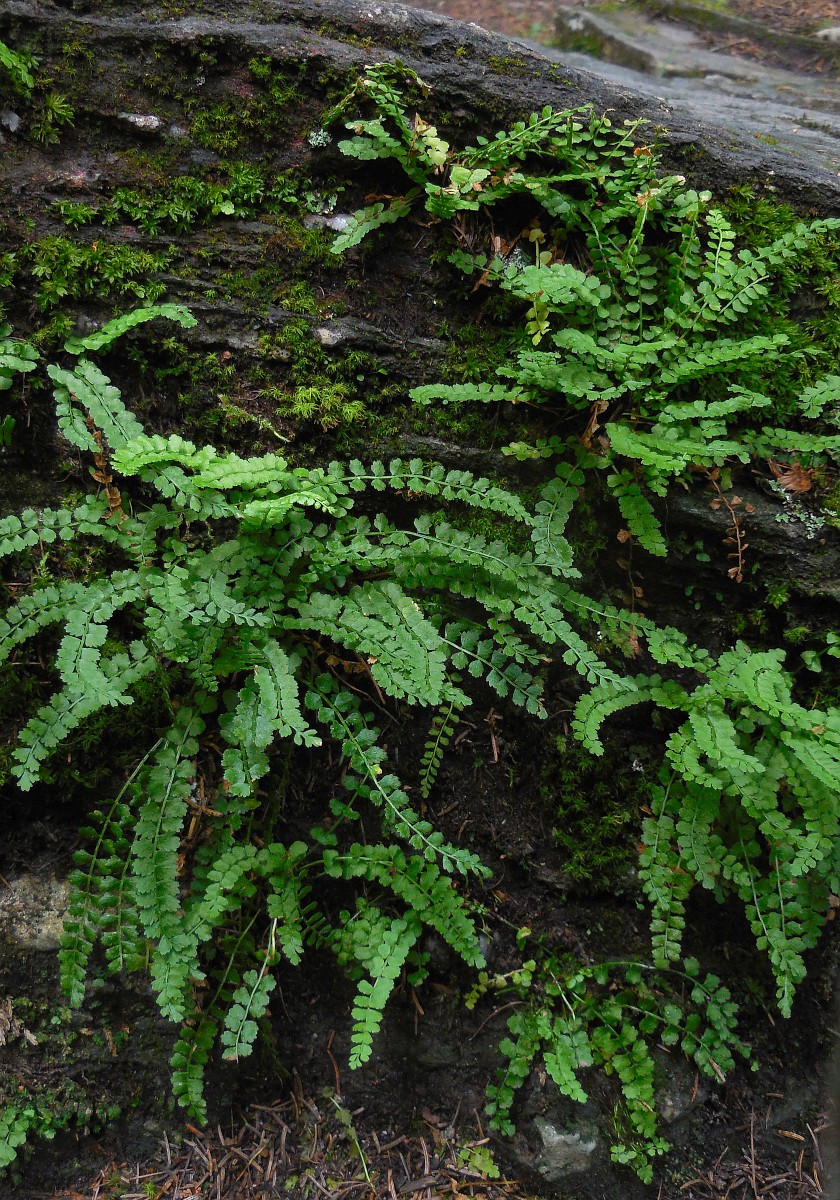 Asplenium viride, Green Spleewort