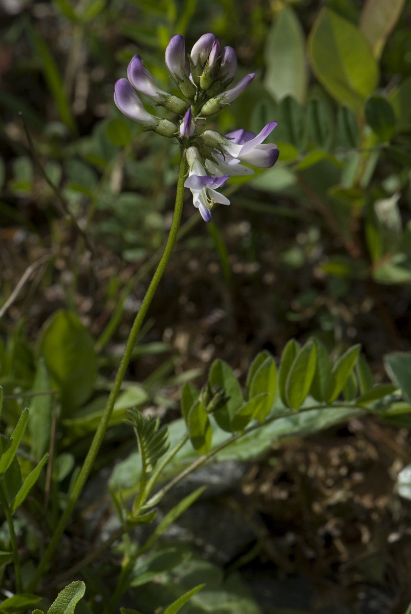 Astragalus alpinus, Alpine Milk-vetch