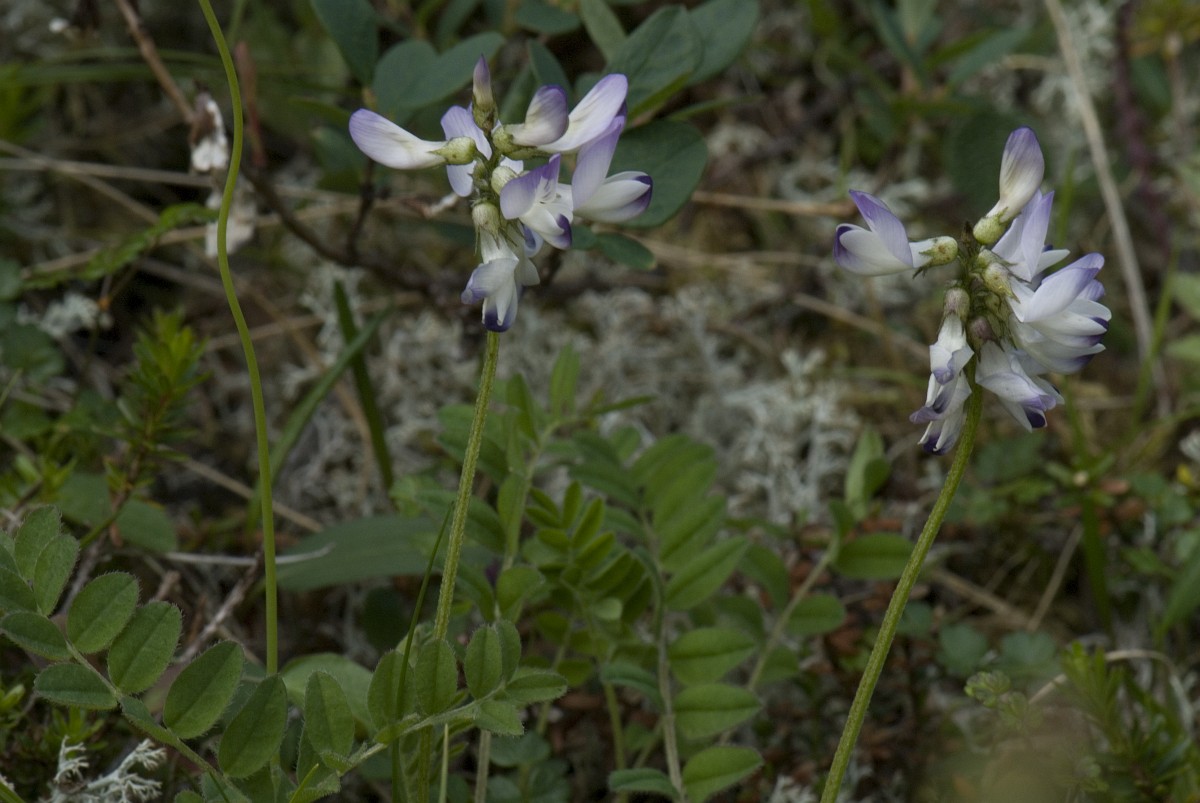 Astragalus alpinus, Alpine Milk-vetch