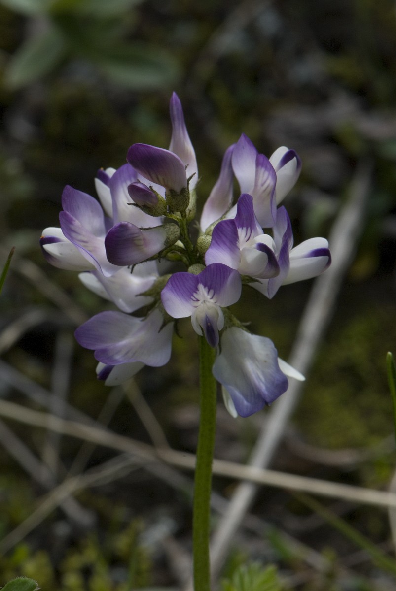 Astragalus alpinus, Alpine Milk-vetch