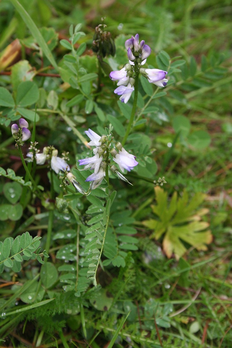 Astragalus alpinus, Alpine Milk-vetch