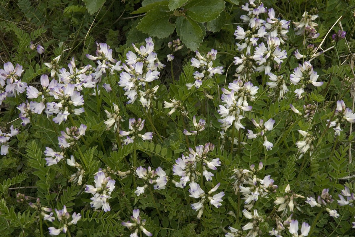 Astragalus alpinus, Alpine Milk-vetch